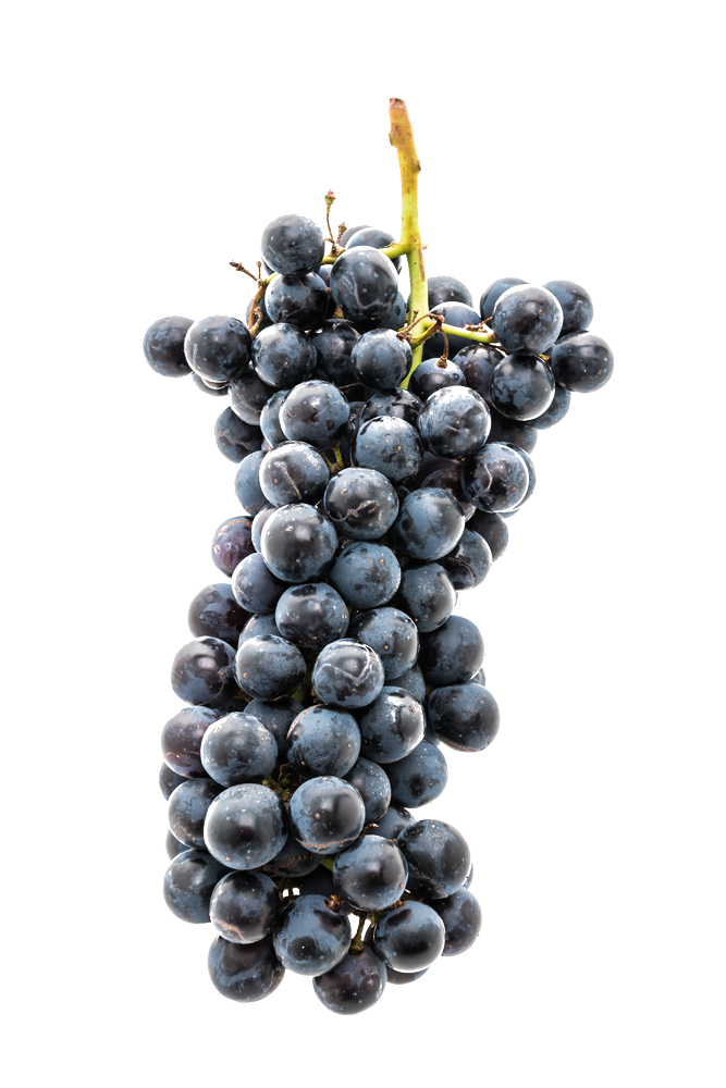 Vinarija Divin – Divin Vinarija
